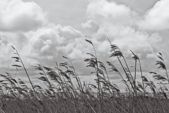 wind-blowing-1 - Fenomeni